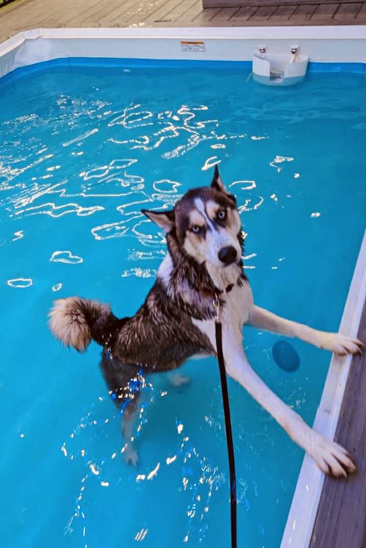 Bama Huskies Magazine – Issue #1: Bittersweet Beginnings & New ...