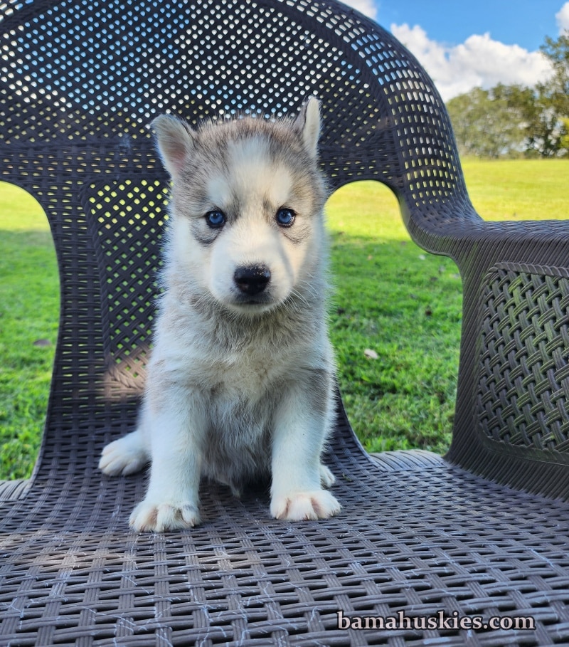 Snows husky puppies are 5 weeks old - Bama Huskies