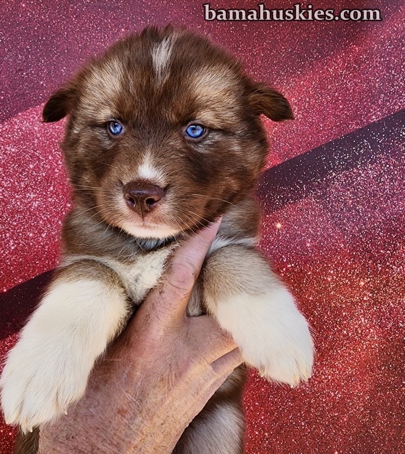 Lakota's puppies 6 weeks - Bama Huskies